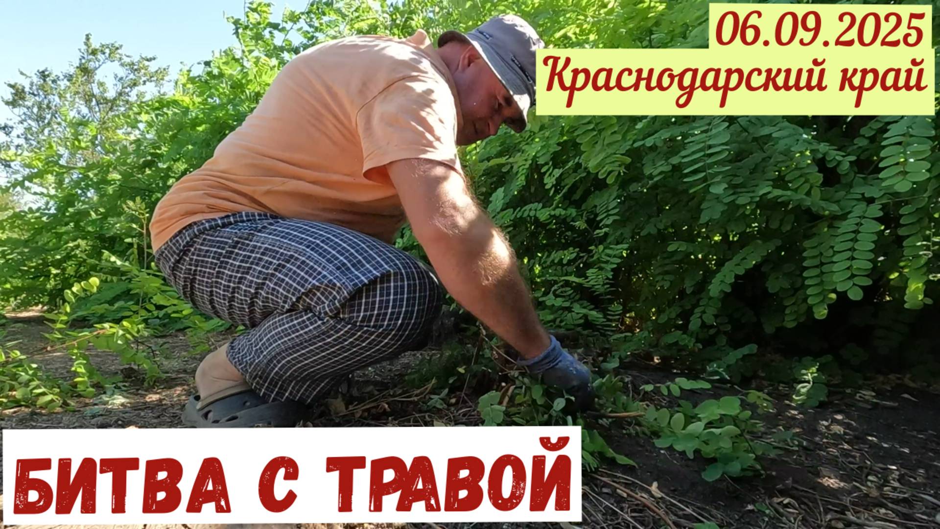 Работы на участке; битва с травой. Что с  колорадским жуком?(06.09.2025)