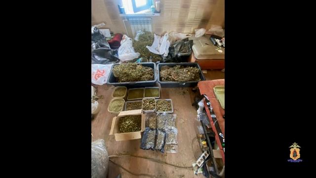 Полицейские пресекли масштабный наркобизнес по культивированию конопли и изготовлению марихуаны