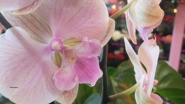 Орхидеи. В каждом цветке вижу дракончика.