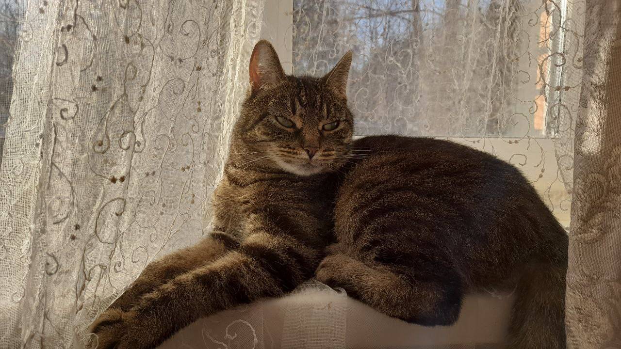 Соня помощница а в уборке и стирке ей равных нет! #котики