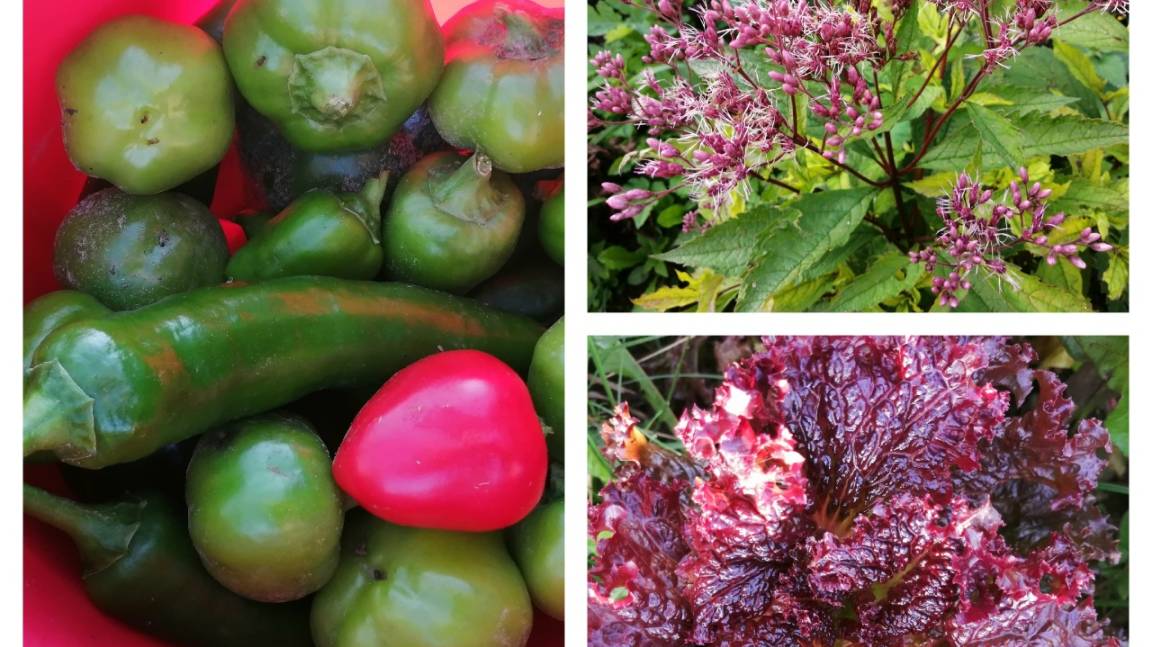 Осеннее перечное переселение. История о том как я пошла на огород пкрцы собирать. 09.09.2025