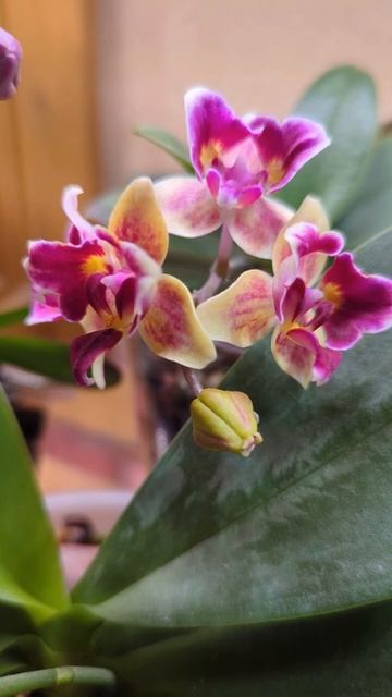 10-09-2025 .Орхидеи.