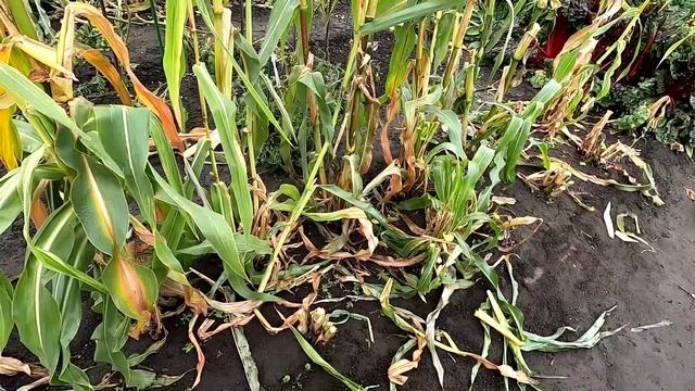 Стебли и корни кукурузы после сбора урожая