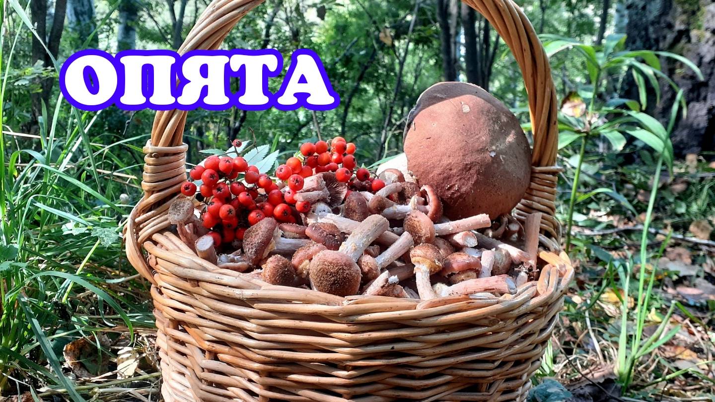 Море Опят  | Дороги жесть |  На УАЗе за грибами