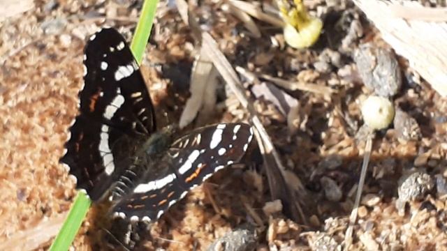 Бабочка пестрокрыльница изменчивая (Araschnia levana), летняя форма