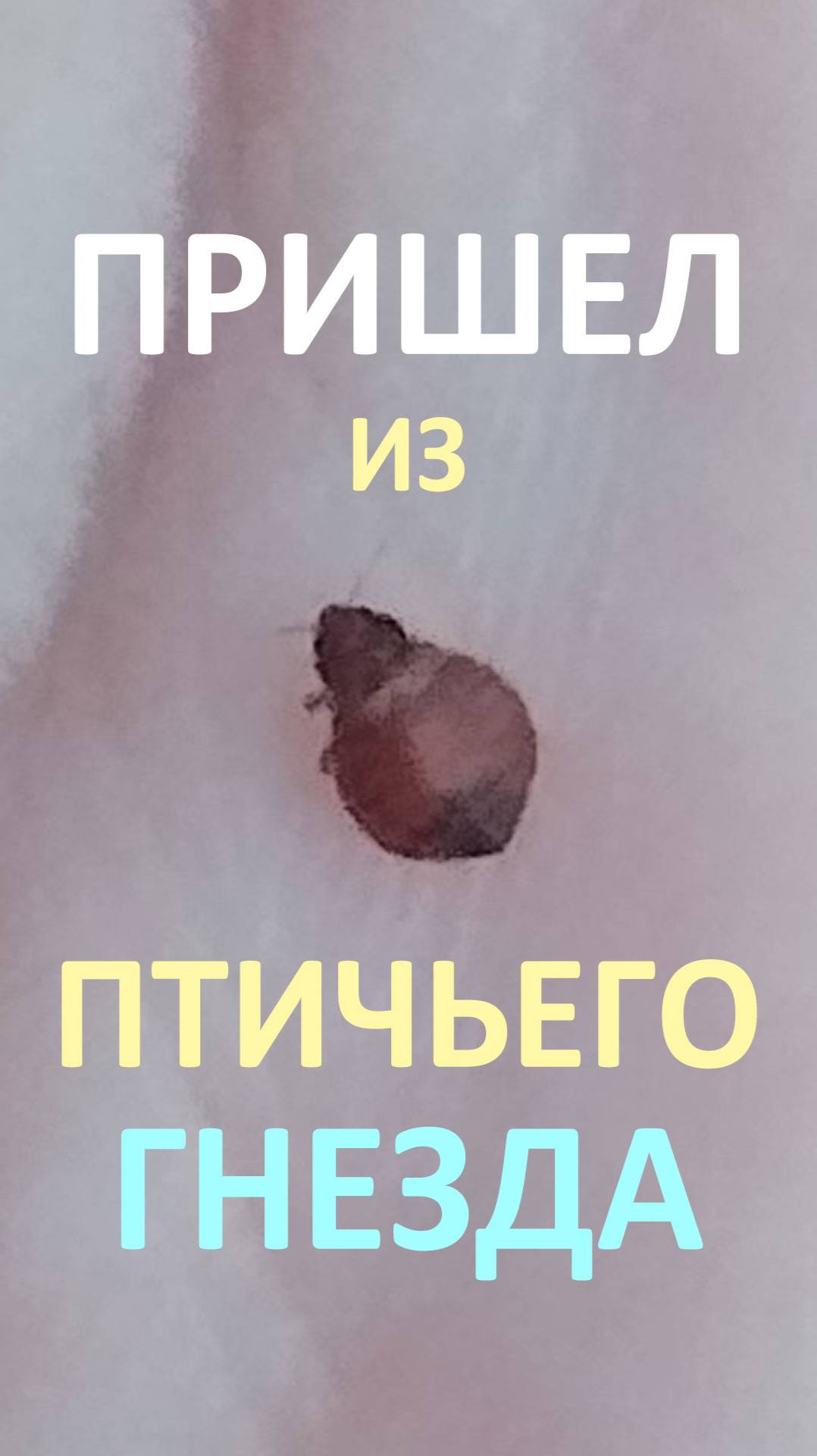 Ласточковые клопы и птичьи клещи из одного гнезда ласточек заполонили спальню в доме в Венгрии