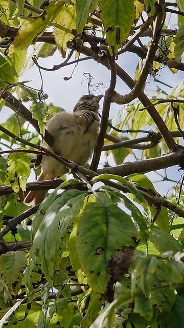 Лишнее перышко ))