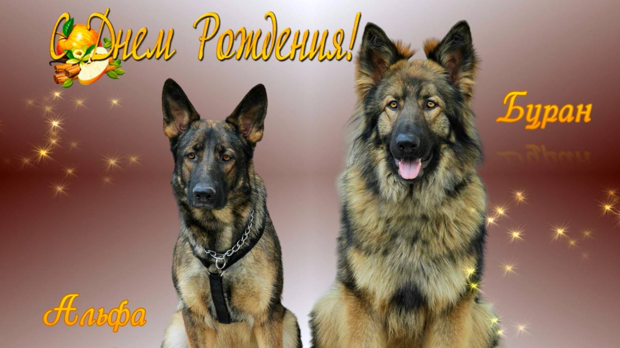 Альфа и Буран - серые любимки)))