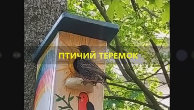 Фенологическая сказка "Птичий теремок"