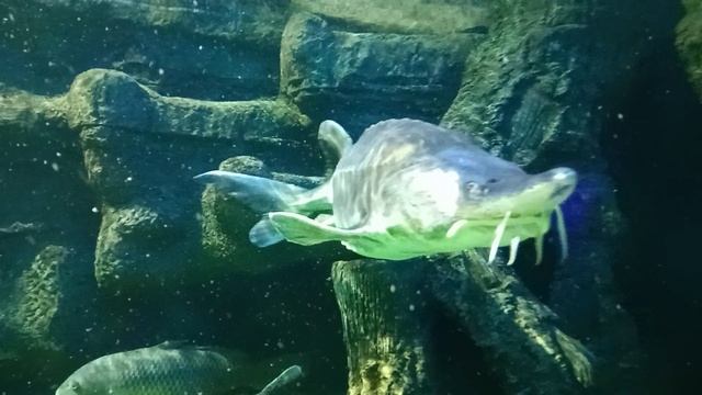 Москвариум ВДНХ. Центр океанографии и морской биологии. Самый большой океанариум в Европе