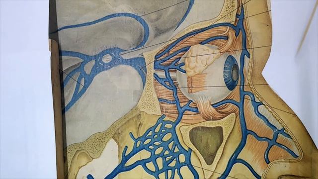 Средняя группа ветвей наружной сонной артерии. Внутренняя сонная артерия