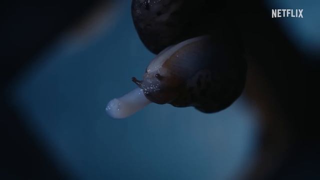 Nightmares of Nature — трейлер сериала