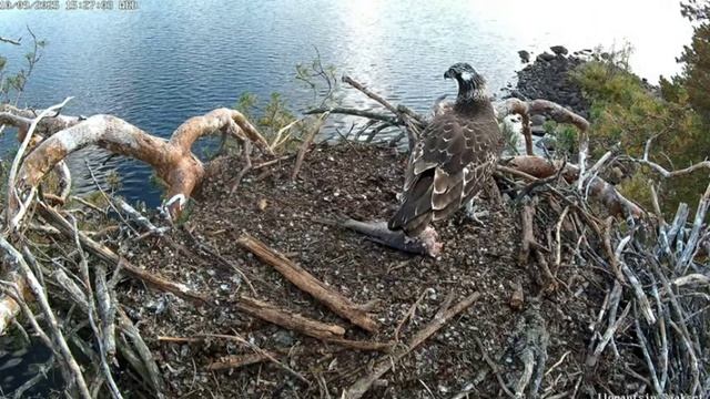 Скопа охраняет кусок рыбы- ворона пытается утащить