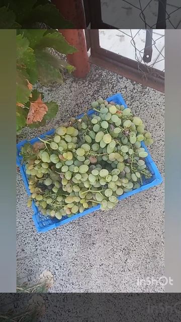 Сентябрь 2025г. Собрали очень хороший урожай винограда и свеклы