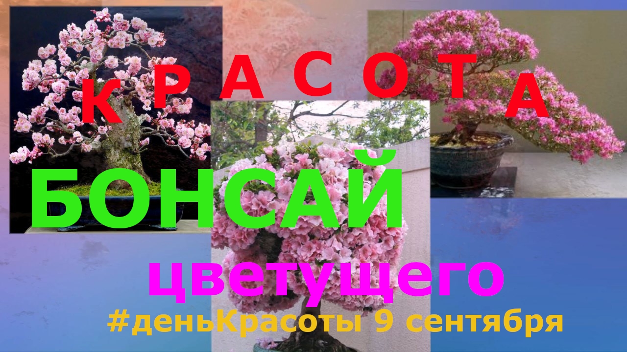 Искусство БОНСАЙ | Красота цветущего бонсай (фото) | #денькрасоты 9_Сентября