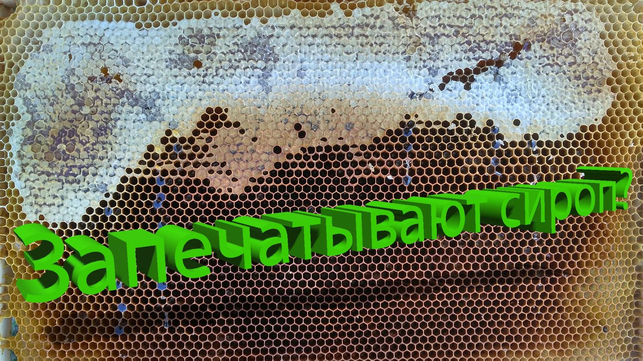 Пчелы запечатывают сироп? Объясняет Кашковский