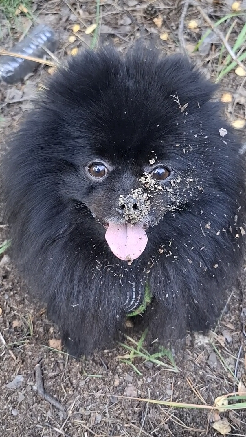 прогулка в лесу