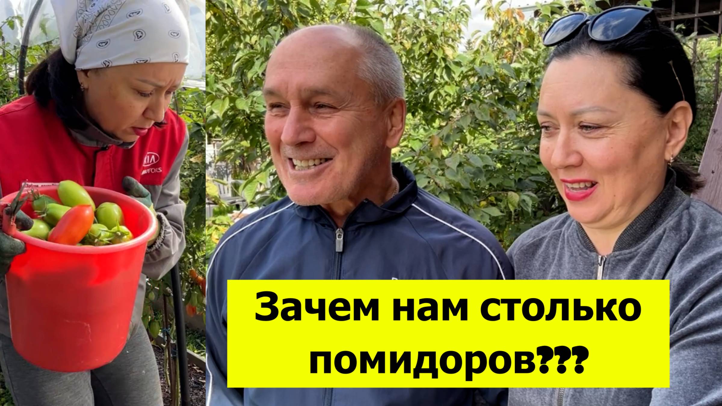 Куда девать столько помидоров? Снимаем весь урожай томатов, готовимся в отпуск!