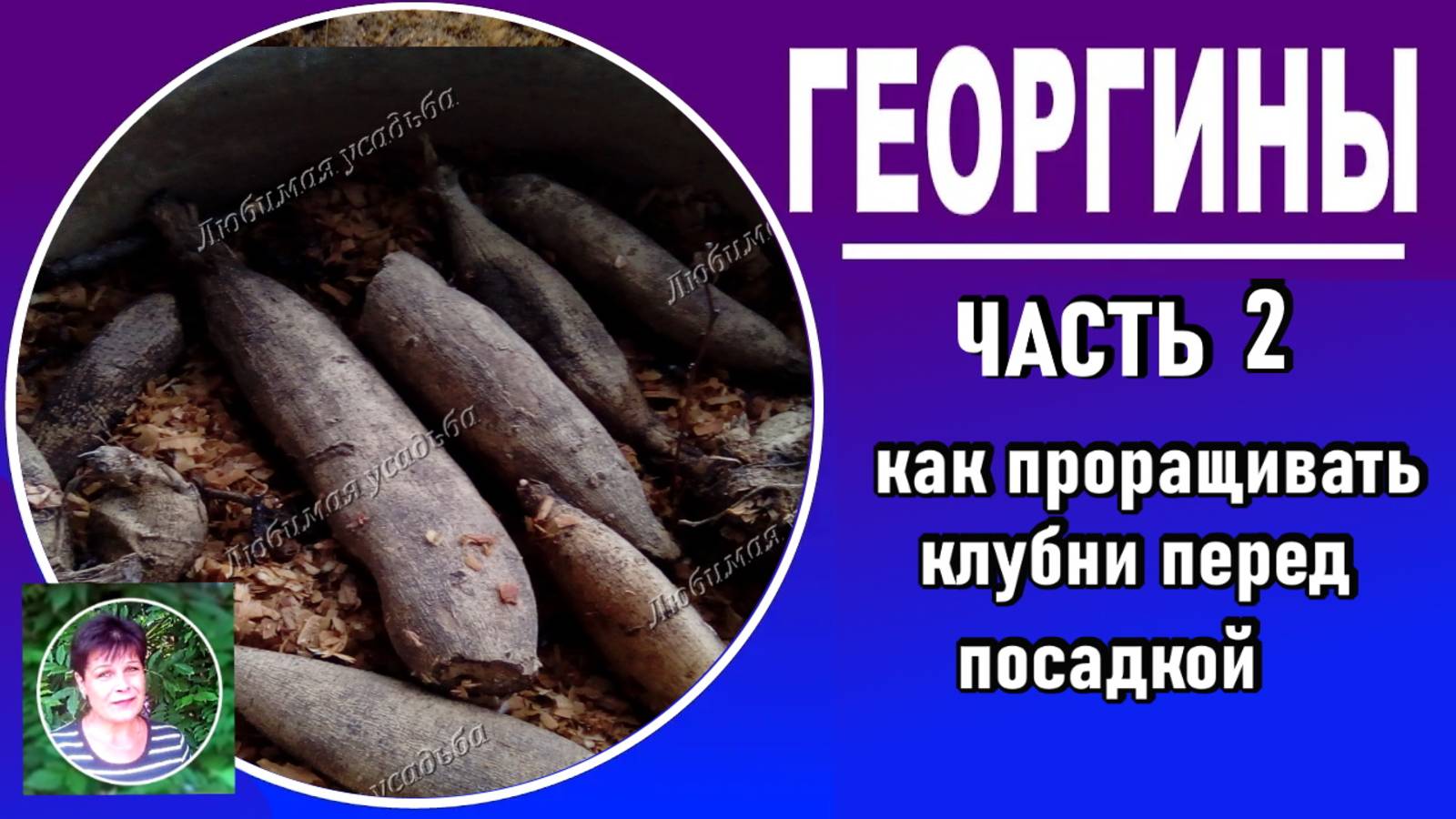 Выращивание георгин. ЧАСТЬ 2. Как проращивать георгины весной