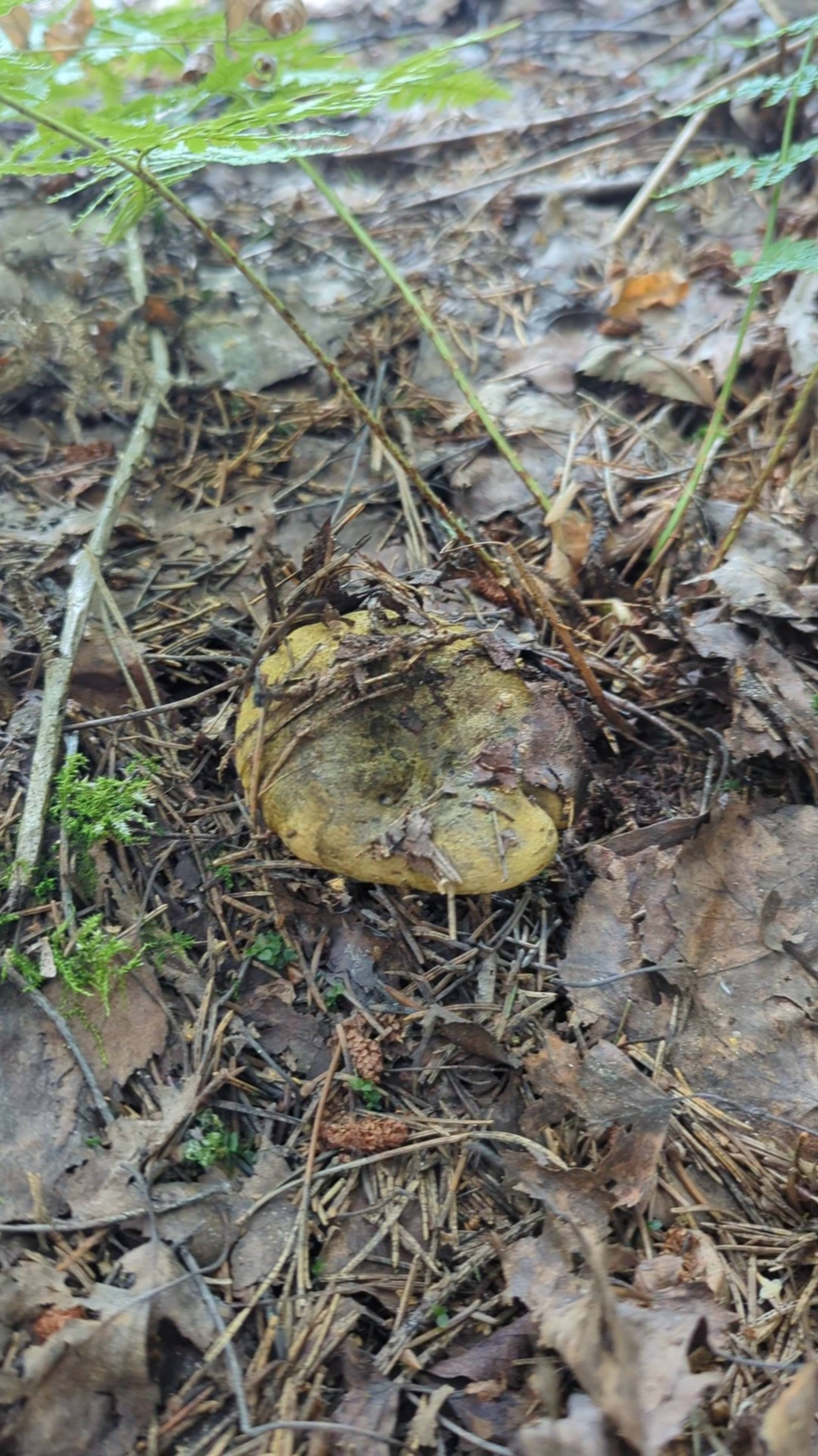 Груздики черные, Лодейнопольский район ЛО