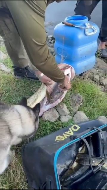 Случай на рыбалке. Фаршированная щука
