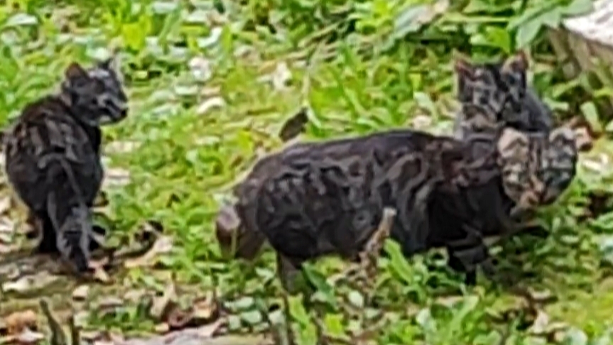 Дачные гости. Лесной камышовый кот? Так показывает умная камера.