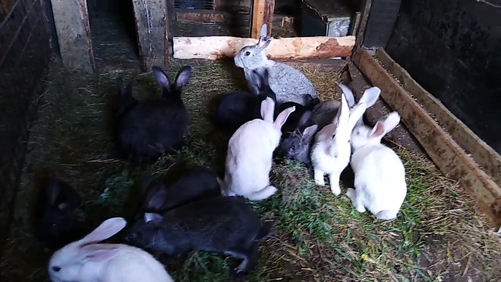 Профилактика против КОКЦИДИОЗА у кроликов. Горная полынь.