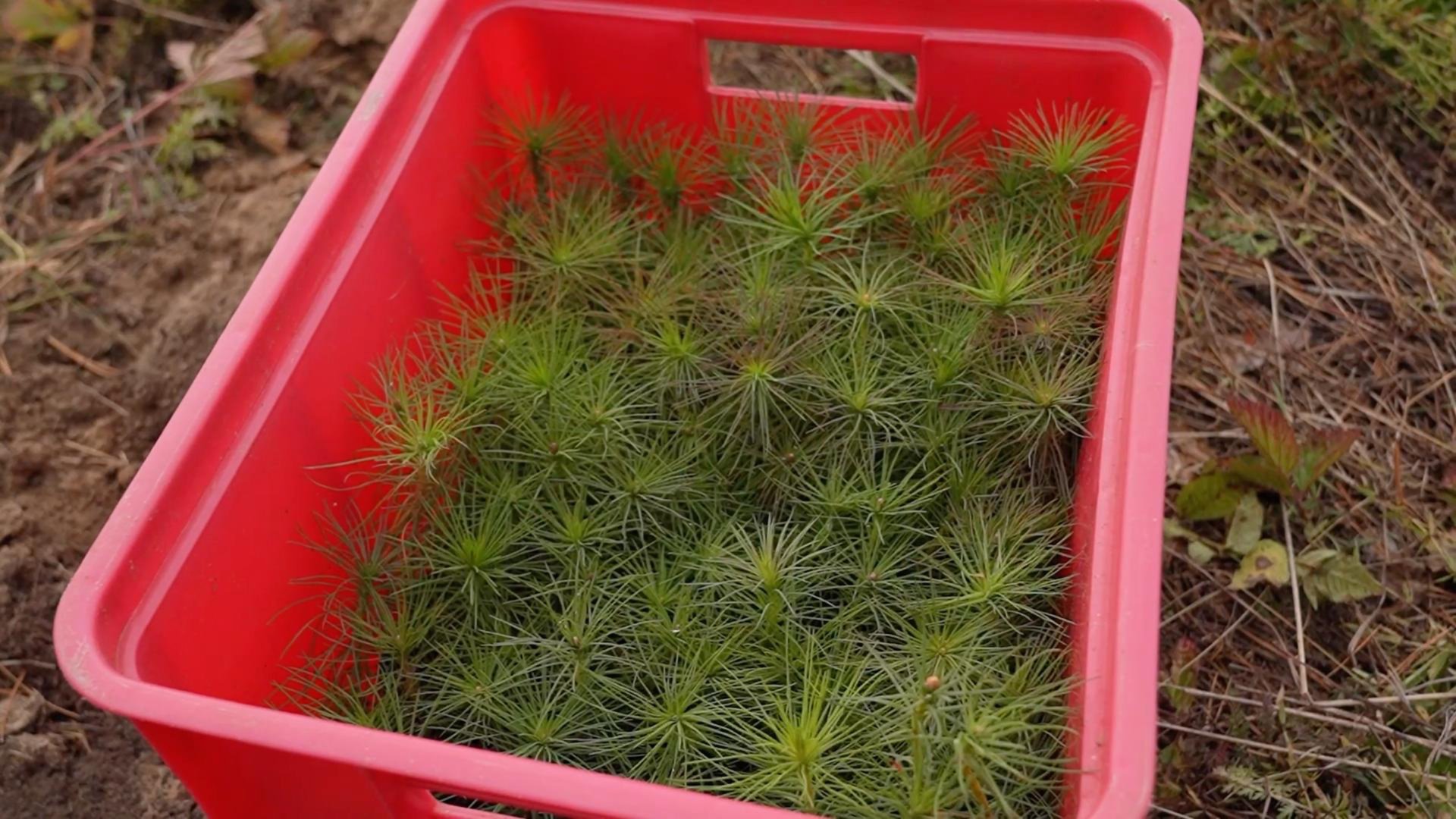 Всероссийская акция «Сохраним лес» прошла в Приангарье