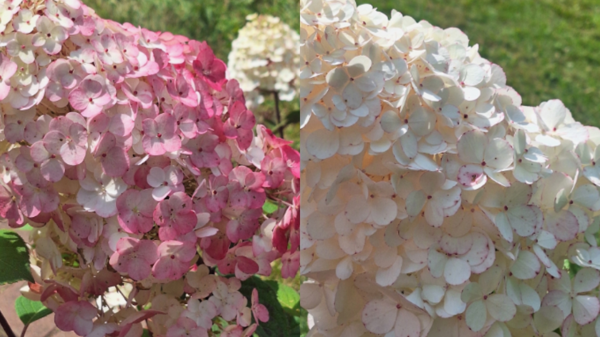 Видео привет за 06.09.25 и 07.09.25 часть 1