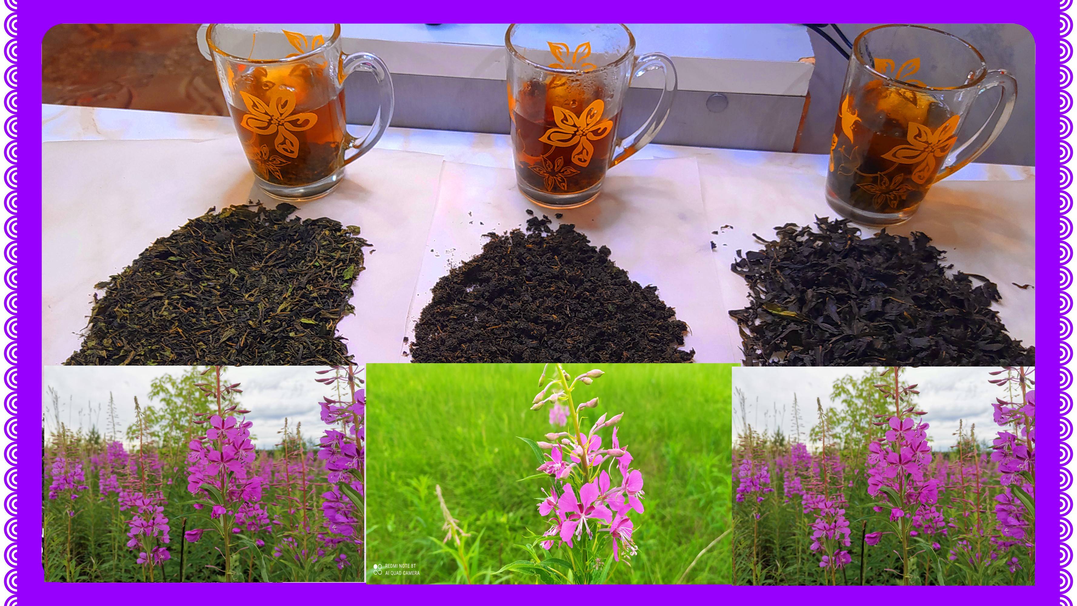 ИВАН-ЧАЙ (КИПРЕЙ) делаем сами!  ТРИ СПОСОБА ферментации! Какой ЛУЧШЕ?