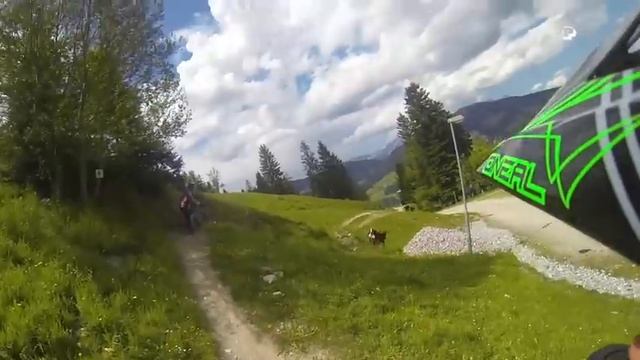 Смешные животные