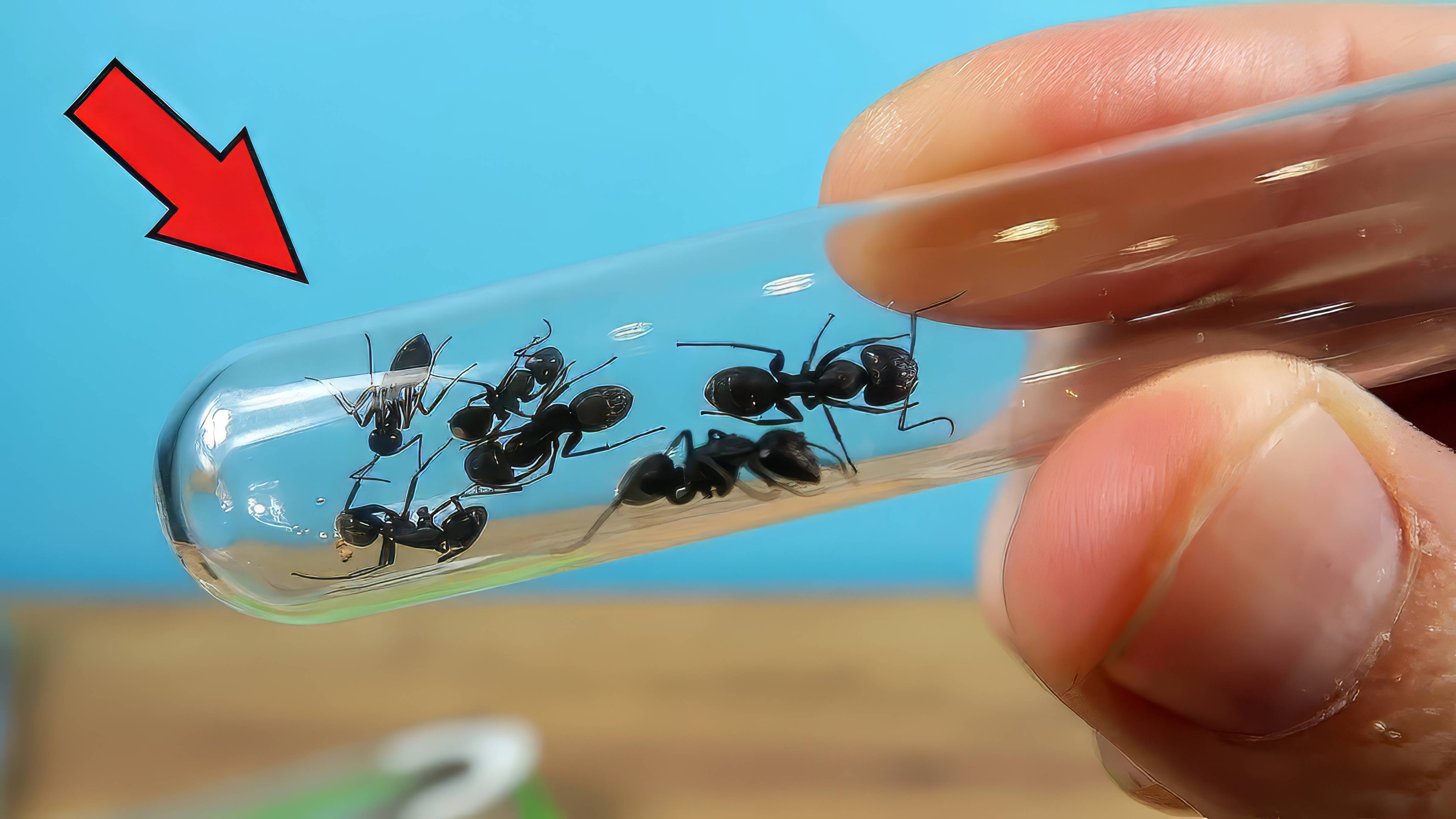 ПОЙМАЛ НА ПУСТЫРЕ ОГРОМНЫХ ЧЕРНЫХ МУРАВЬЕВ МОНСТРОВ!