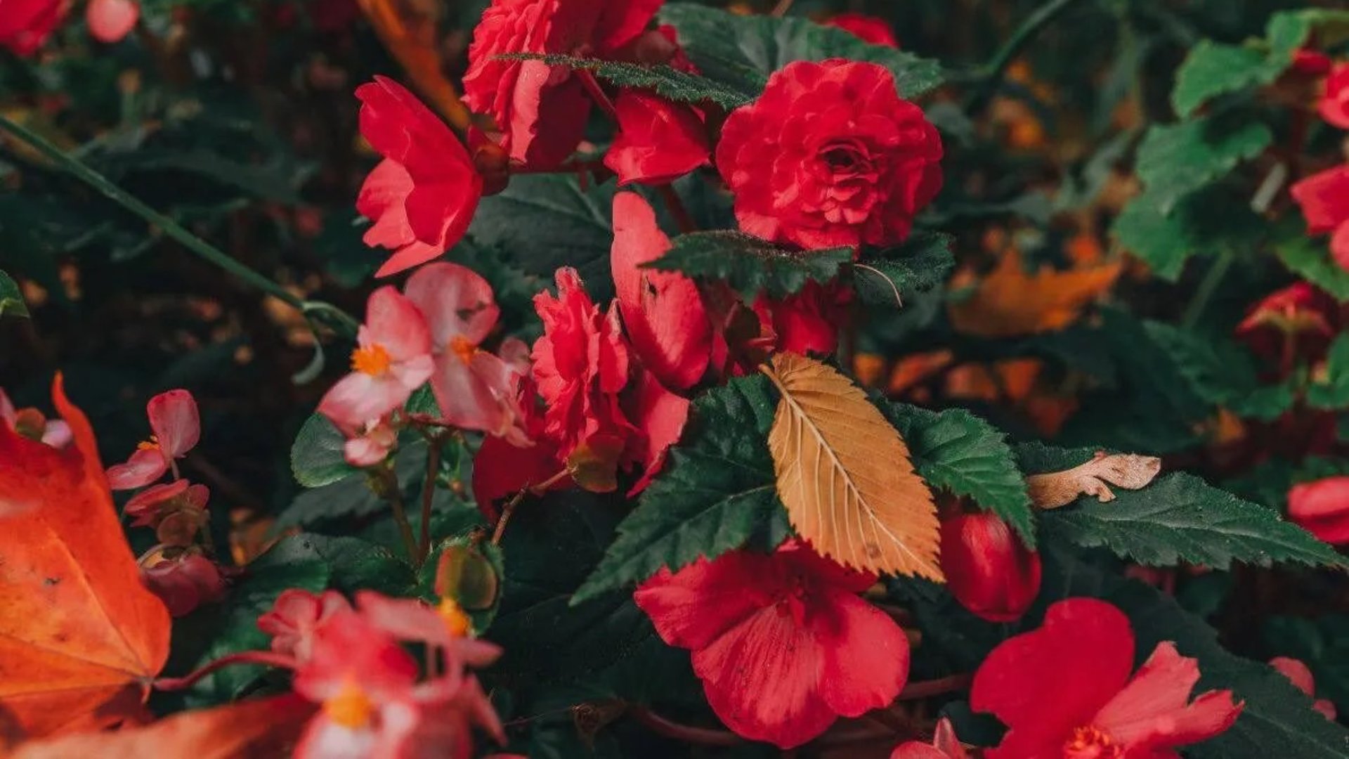 Dr. Project Point Blank . A Song For V & Mari Mari 🌸