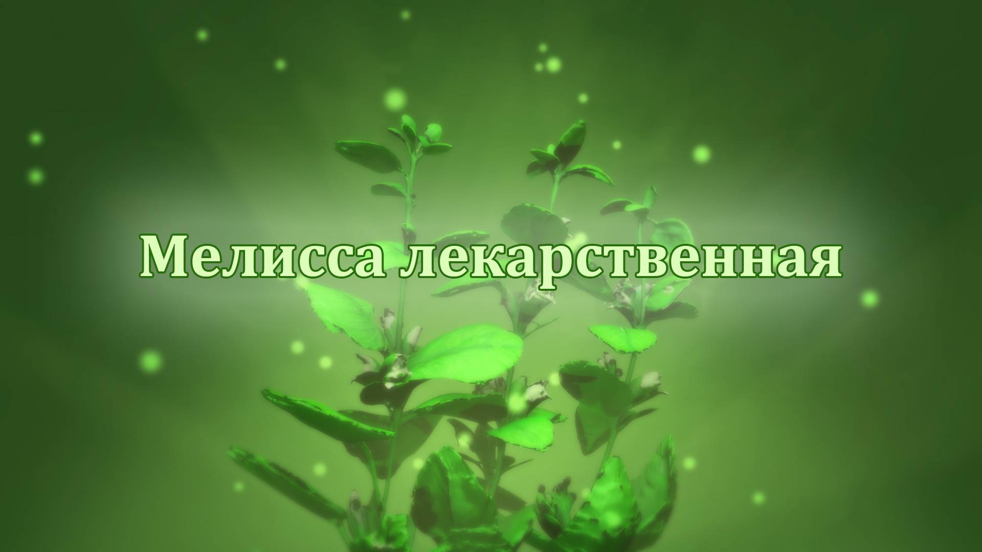 Мелисса лекарственная
