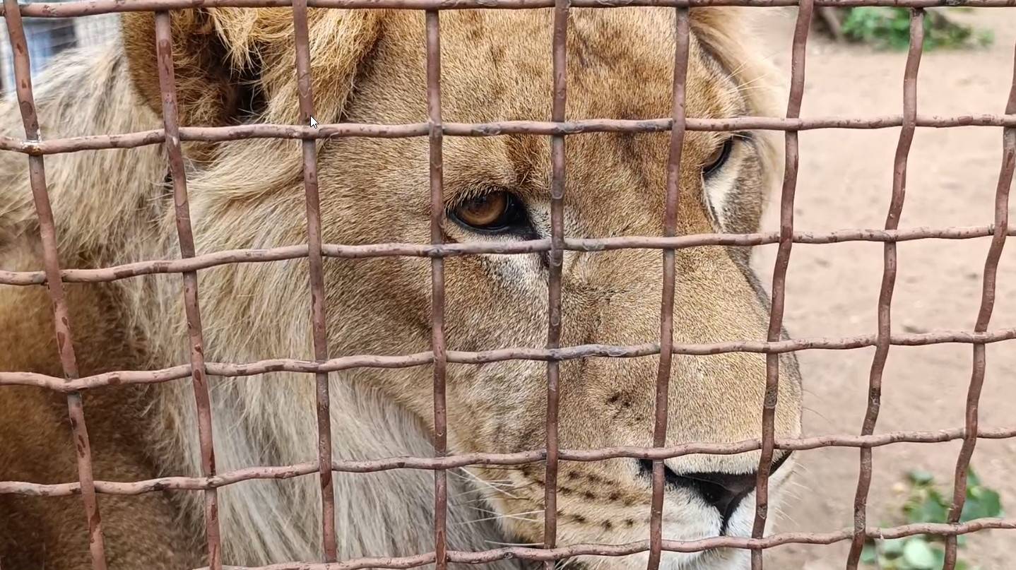 Лев Шерхан хотел заняться укрощением красного мяча, но его планы поменялись.