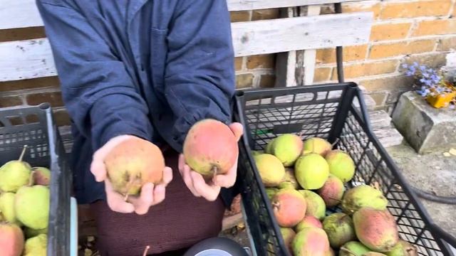 Супер груша Тася, 2025 год.