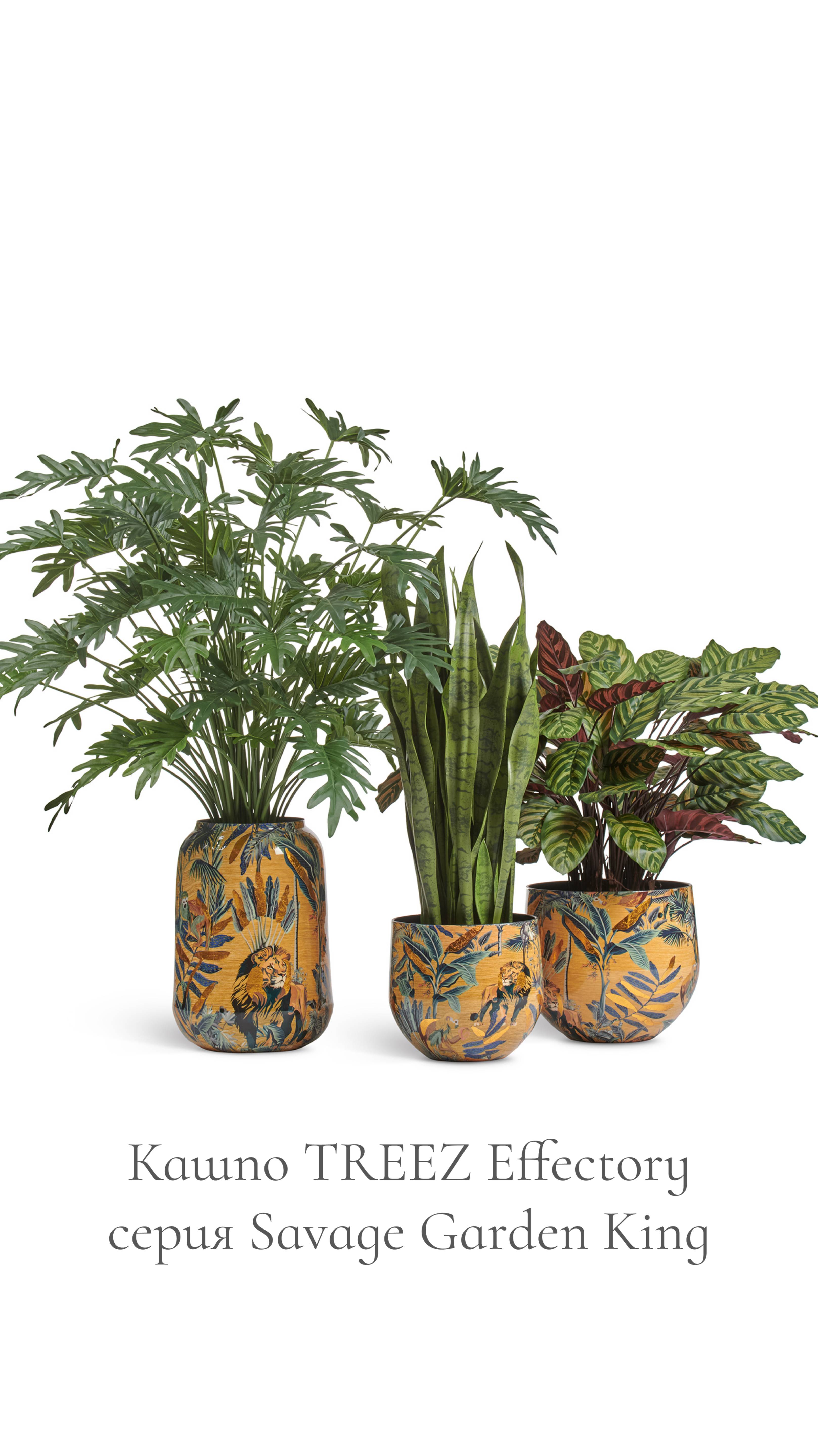 TREEZ Savage Garden King