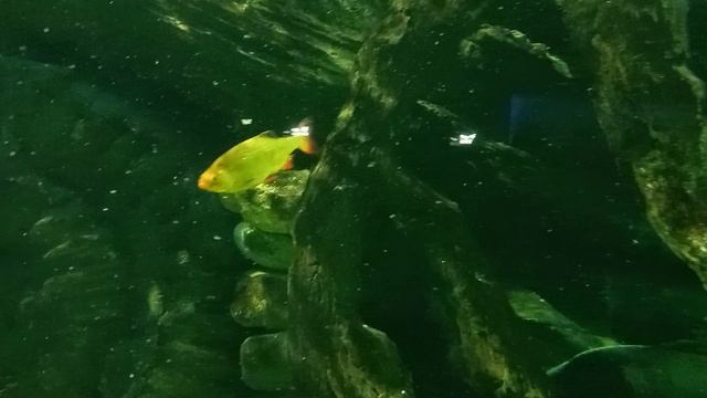 Москвариум ВДНХ. Центр океанографии и морской биологии. Самый большой океанариум в Европе