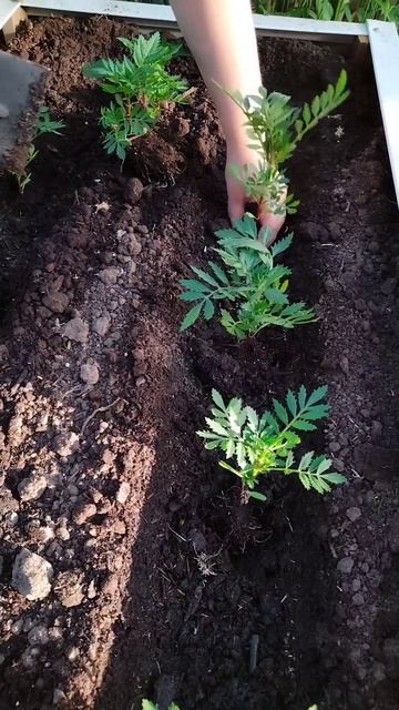 Грядка из сайдинга. Часть 3-я.