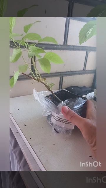 Гортензии - осенняя посадка. Очень хорошая цена.