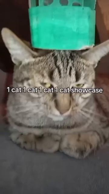 1 cat 1 cat 1 cat 1 cat