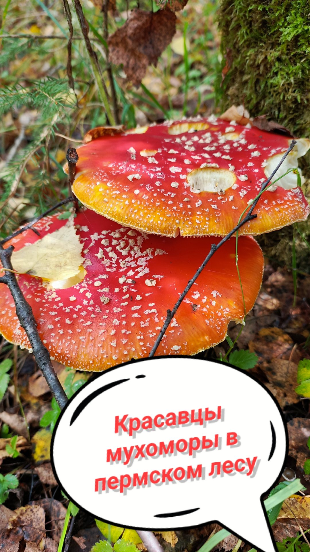 Мухоморы в лесах недалеко от Перми