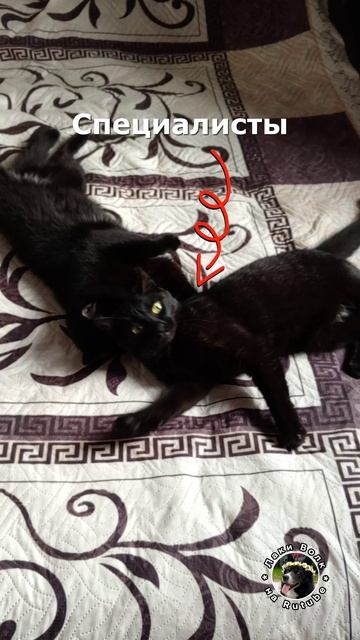 Специалисты считают, что просыпаться в 5 утра полезно для здоровья!