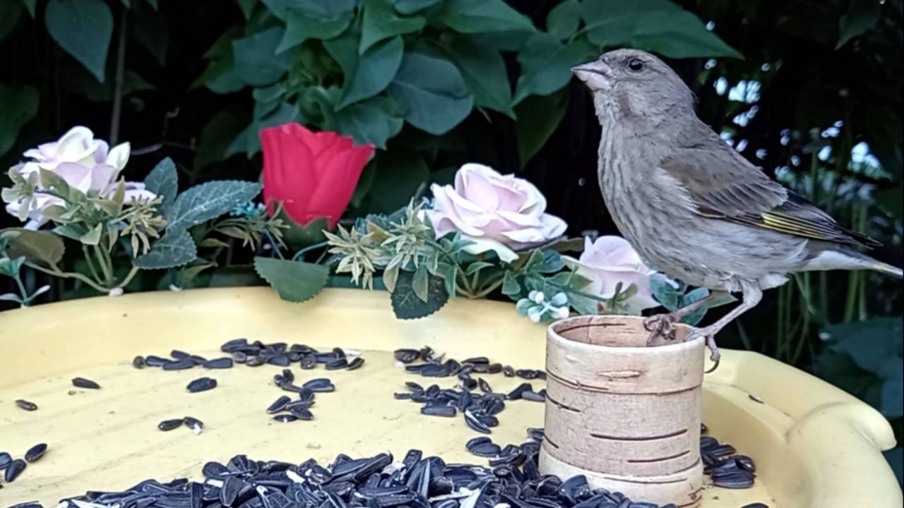 Зеленушки на моей кормушке (30.05.2025 года)