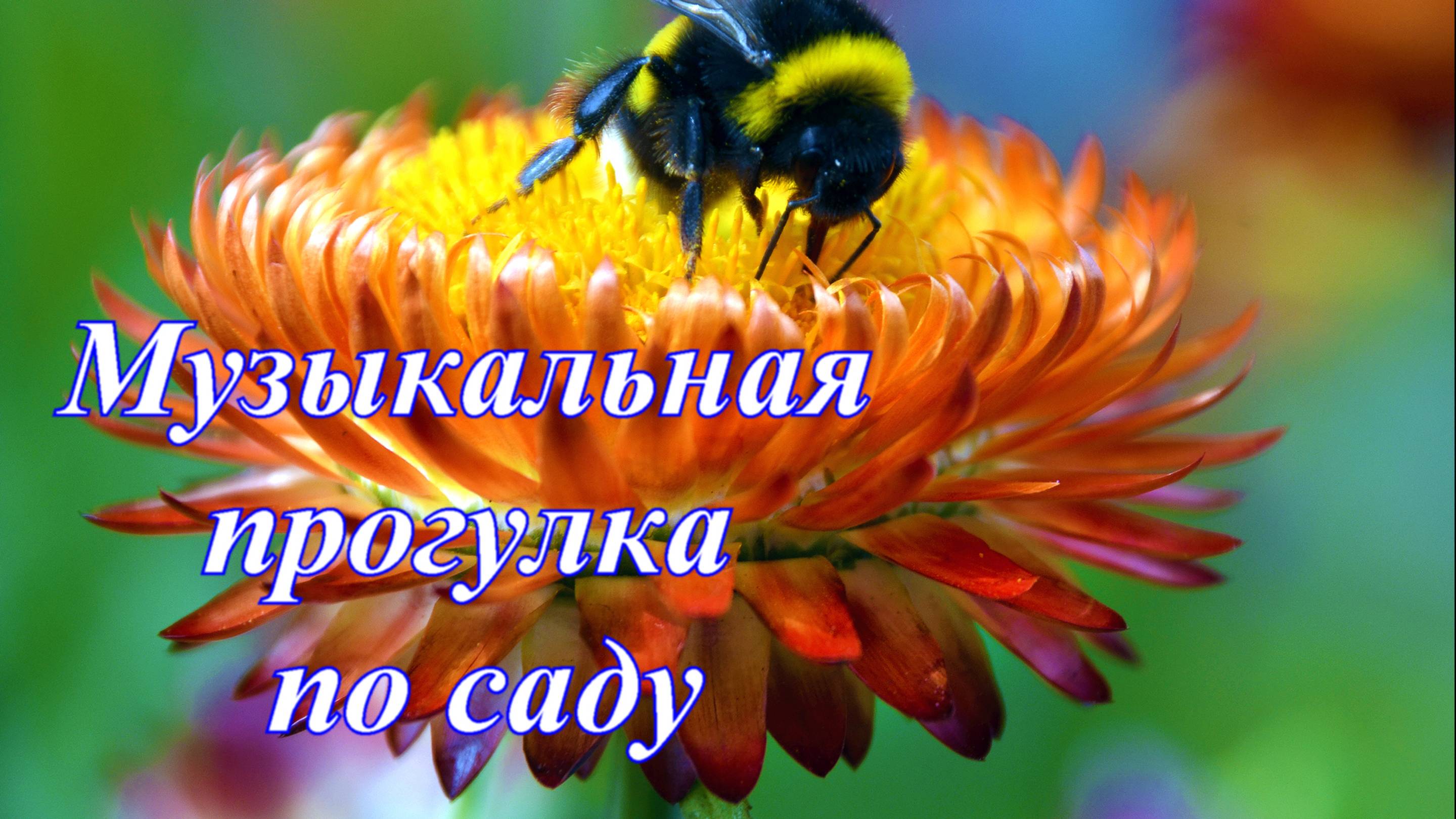 Музыкальная прогулка по моему саду