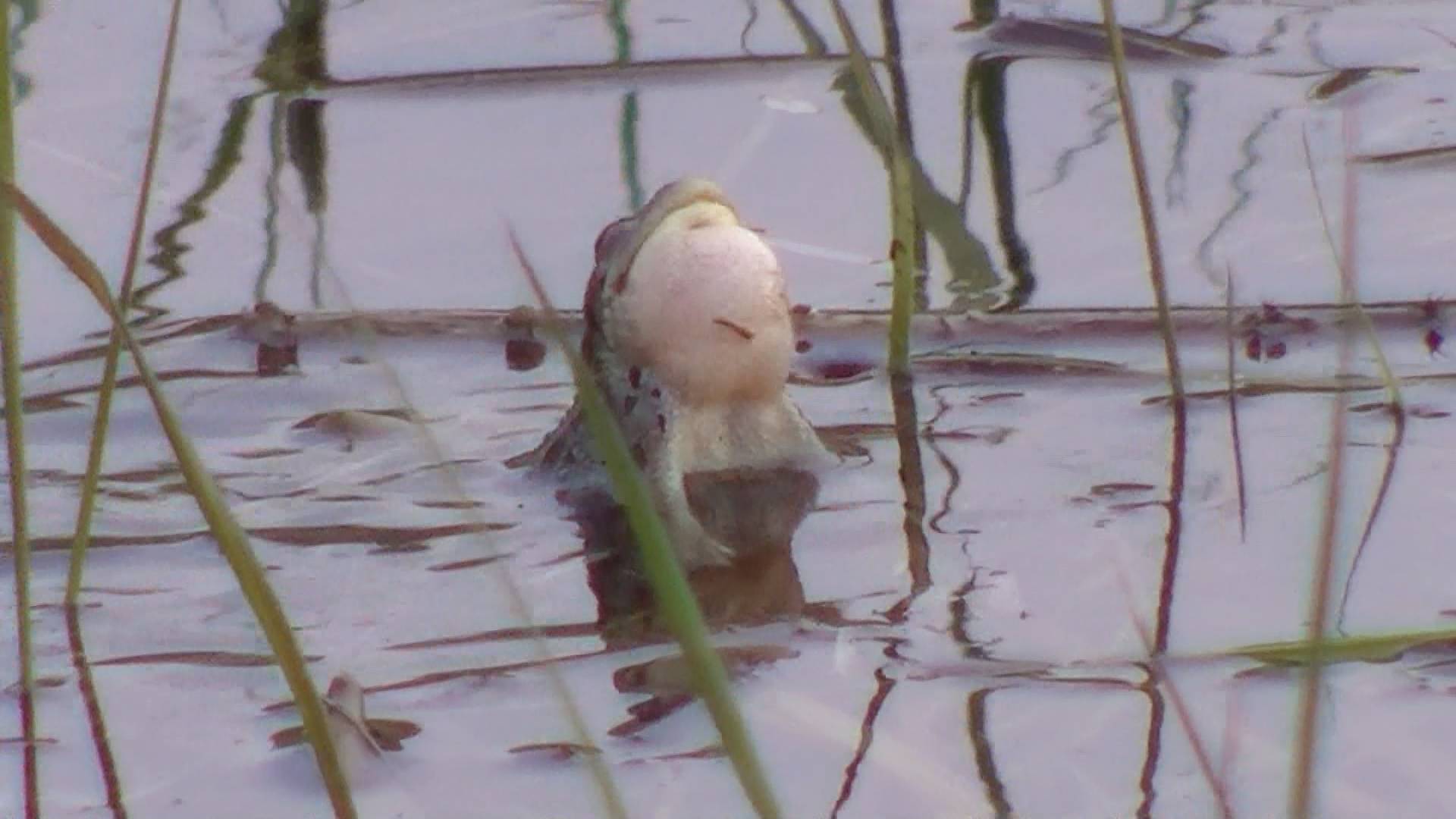 Хор лягушек на Змеинке