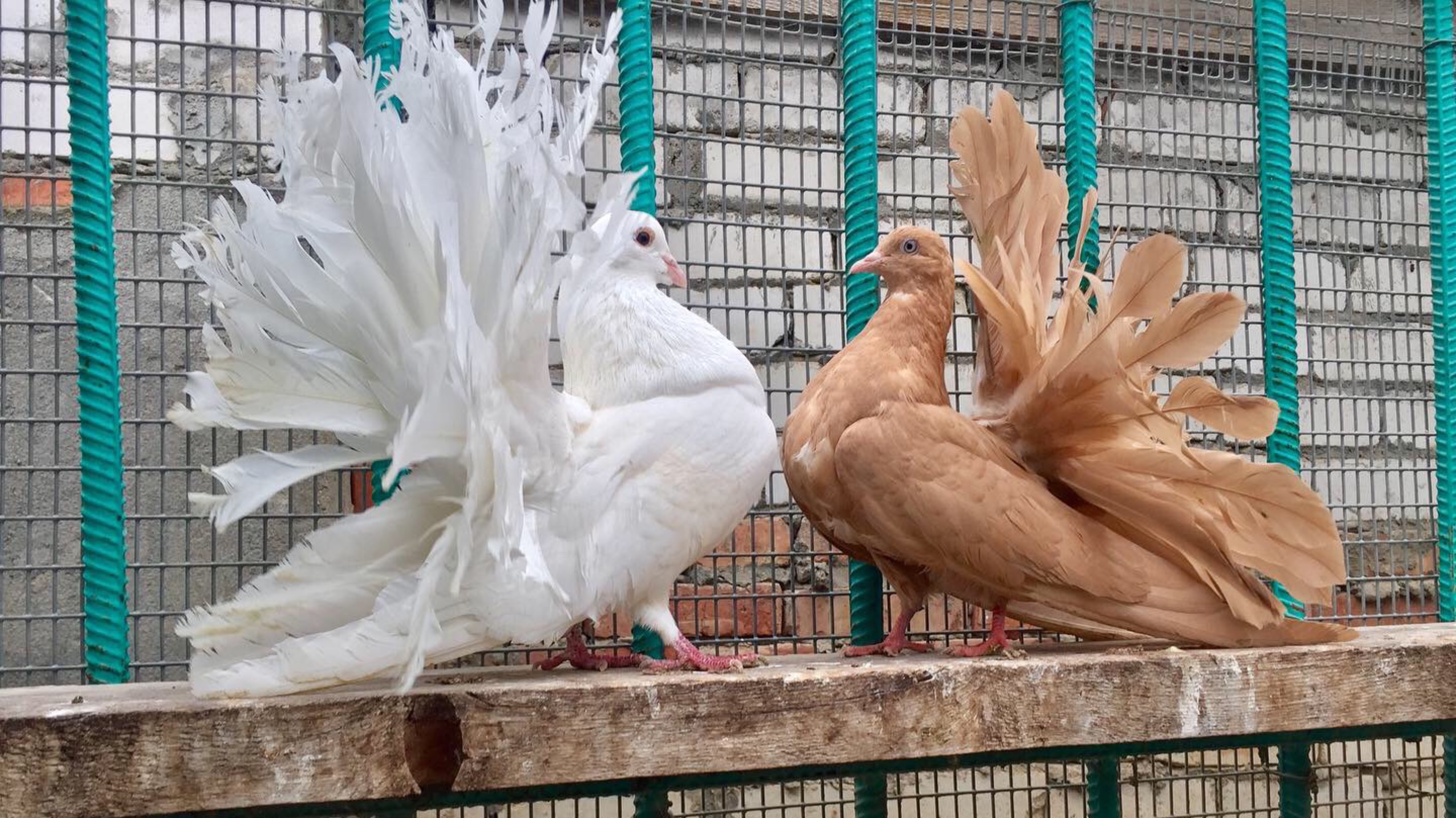 Голуби Старорусские Павлины редкая порода! В гостях у Андрея Николаевича Сазонова!  +79097640620