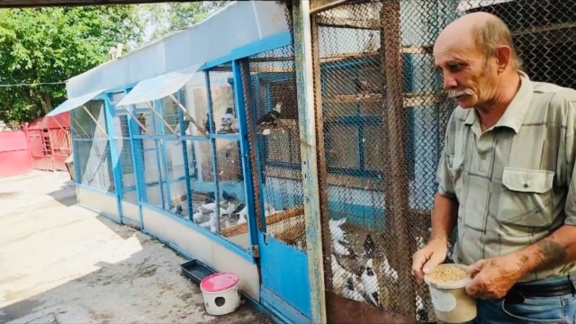 Бакинские голуби шейки, мраморные. В гостях у голубевода Васо Тбилисский, телефон +79614603640