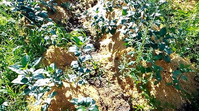 Подвой для яблони. карлик, самый зимостойкий из всей коллекции.