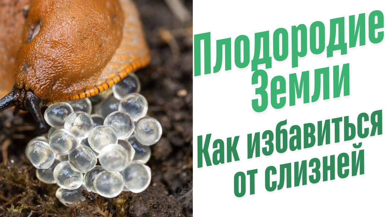Как избавиться от слизней.